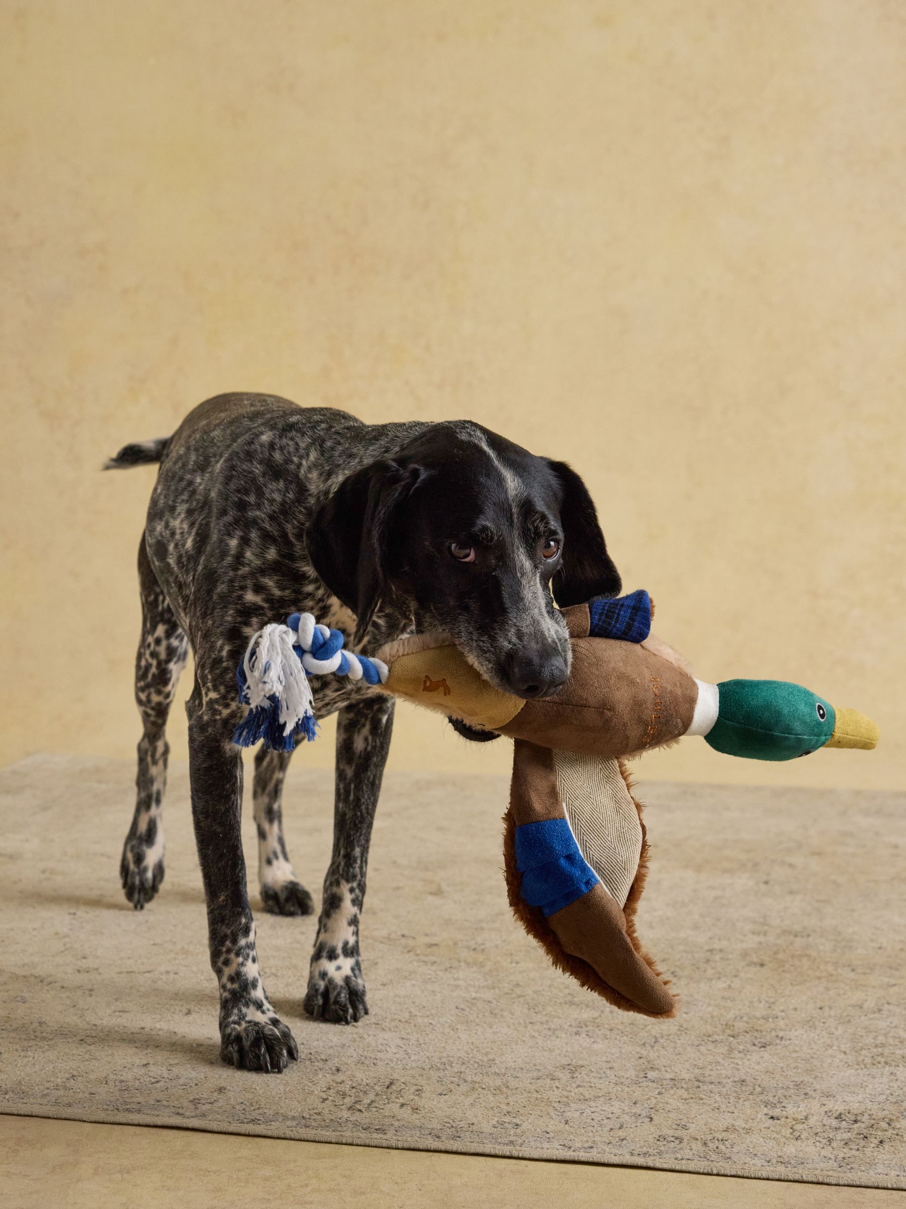 Blue Plush Duck Dog Toy | Joules